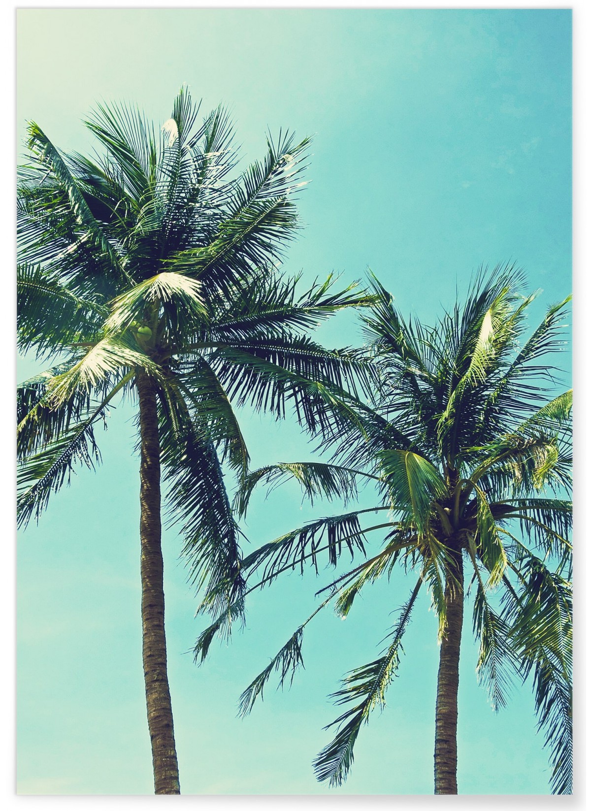 Poster Palm Trees 2 pour salon | L’Afficherie