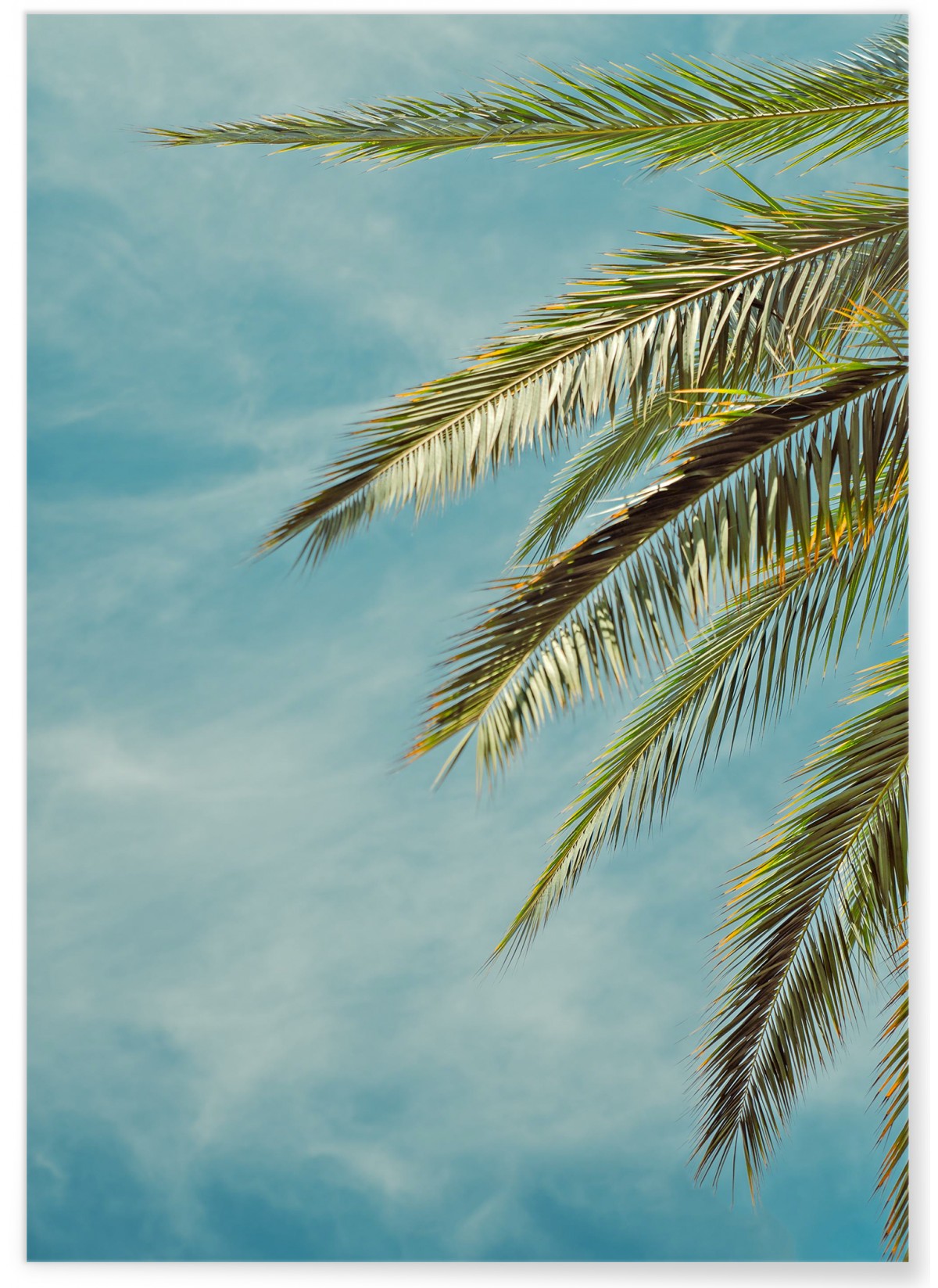 Poster Palm Trees 4 pour salon | L’Afficherie