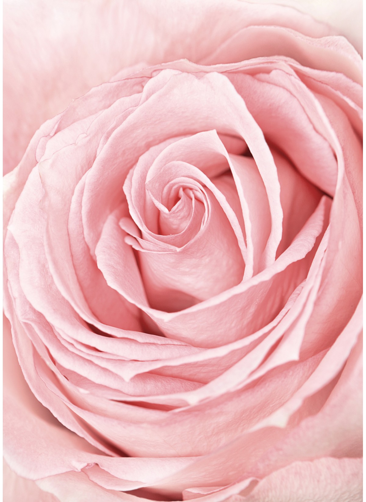 Pink Rose Flower, Poster Nature pour chambre zen | L’Afficherie